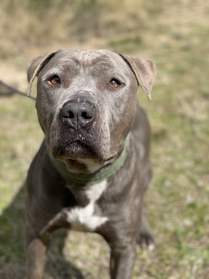 Mambo – Associació Protectora d'Animals de Granollers