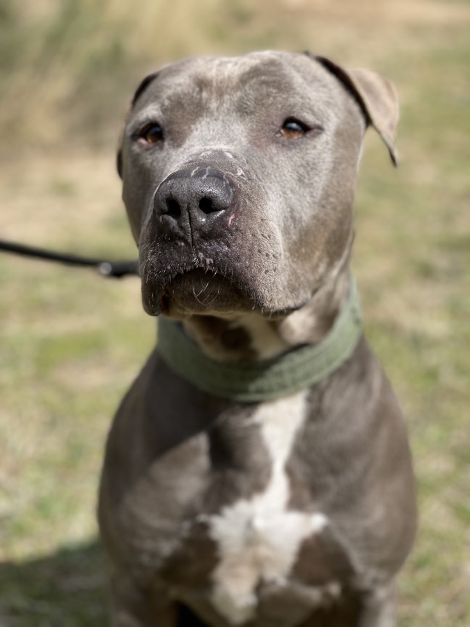 Mambo – Associació Protectora d'Animals de Granollers